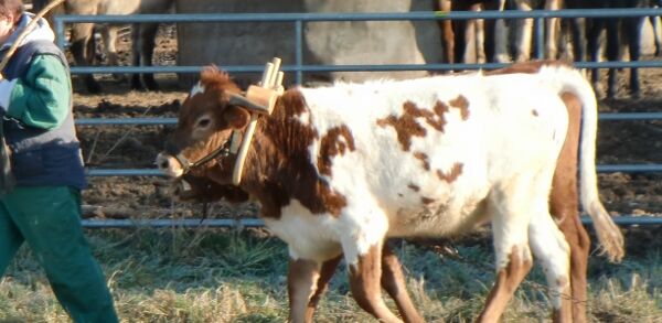 Training Cattle - Working Cattle Group