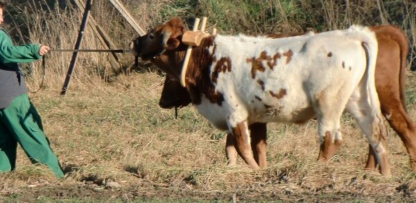 Training Cattle - Working Cattle Group