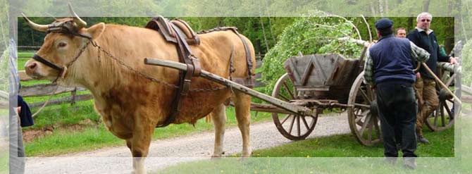Home - Working Cattle Group